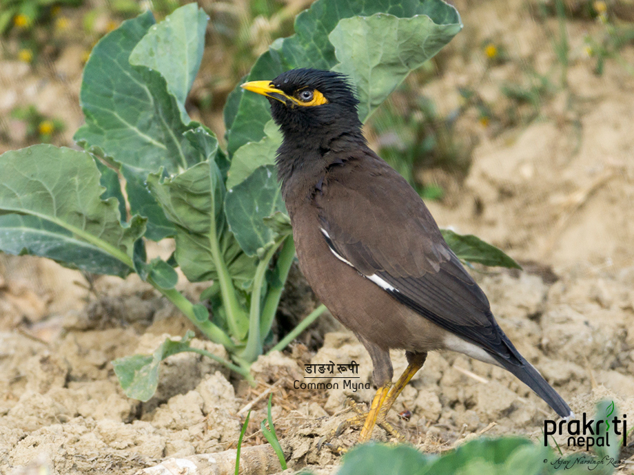 Common Myna - Prakritinepal