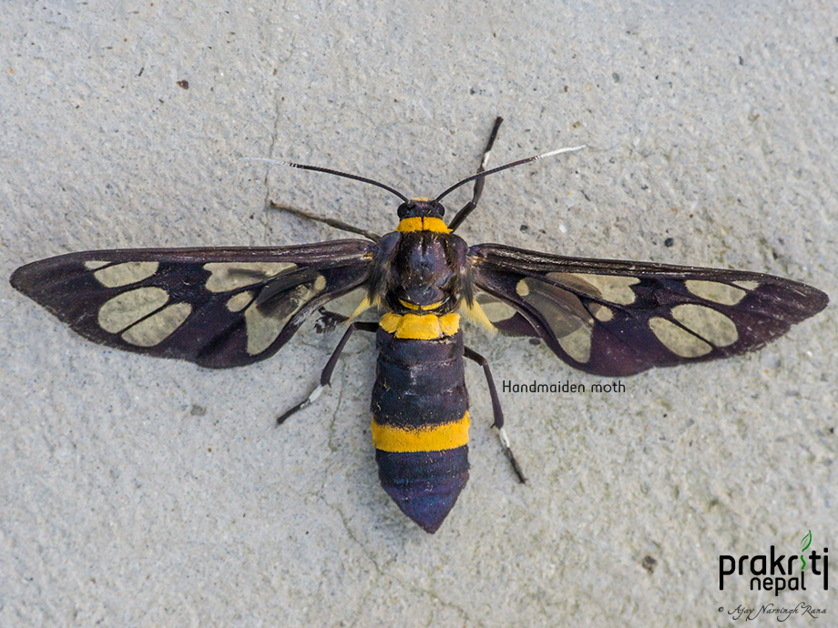 Handmaiden moth (Syntomoides imaon) in Nepal