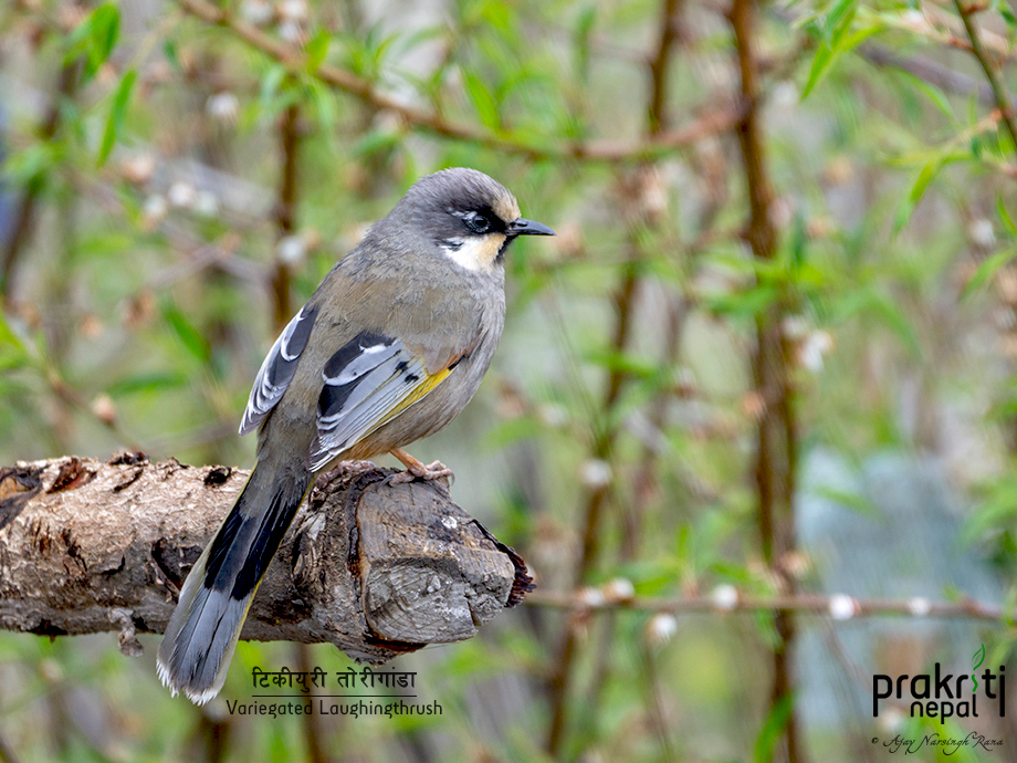 Variegated Laughingthrush - Birds of Nepal - Wildlife in Nepal