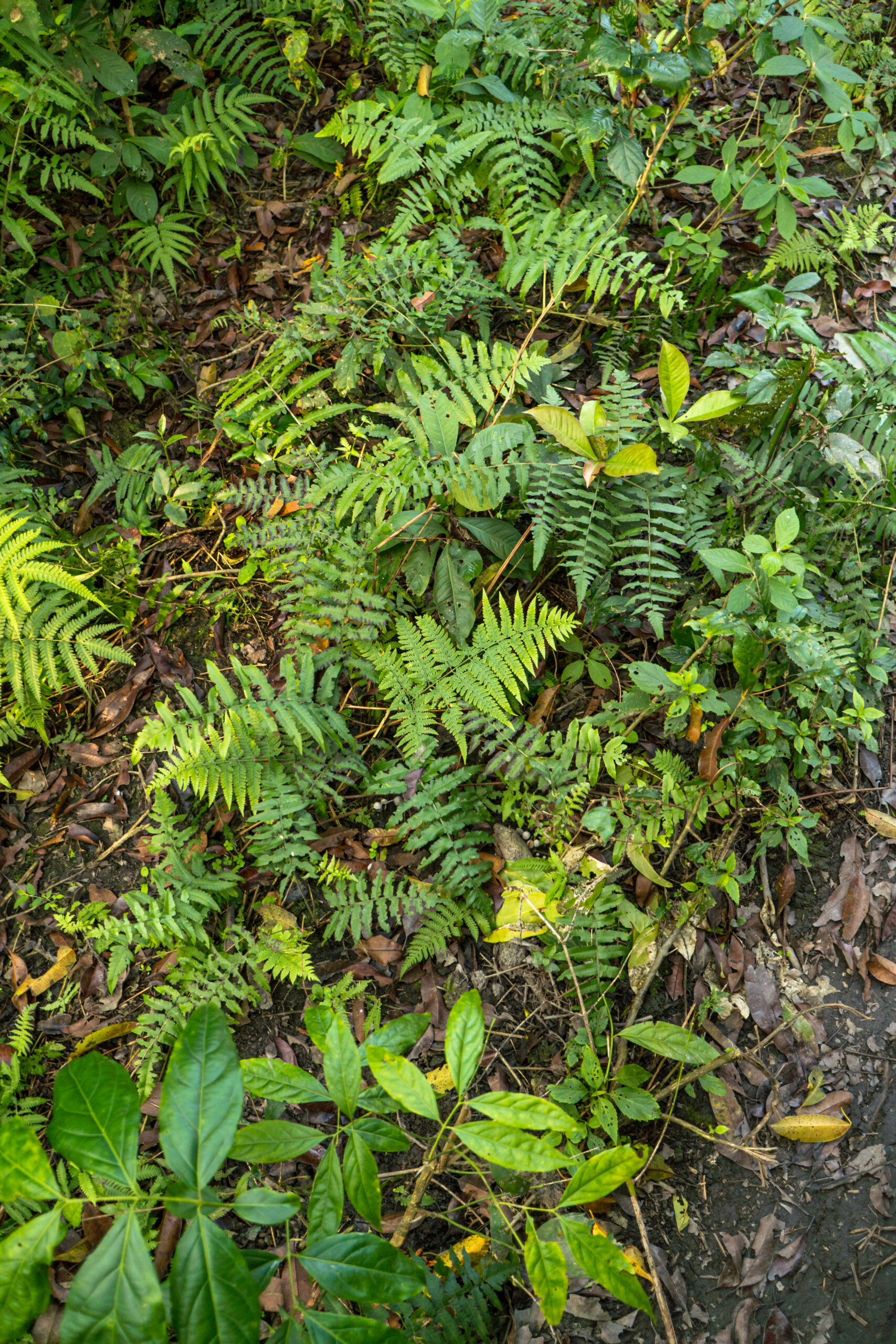 What I saw – December 2022 - Prakritinepal Blog - Wildlife in Nepal